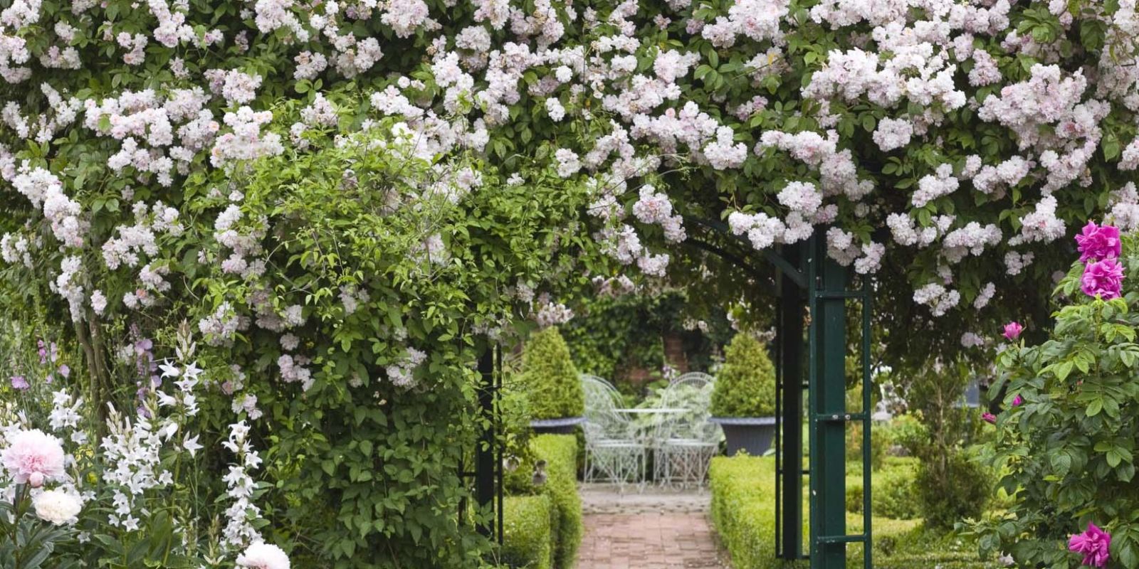 How To Find The Perfect Climbing Plants For Your Garden How To Find The Perfect Climbing Plants For Your Garden