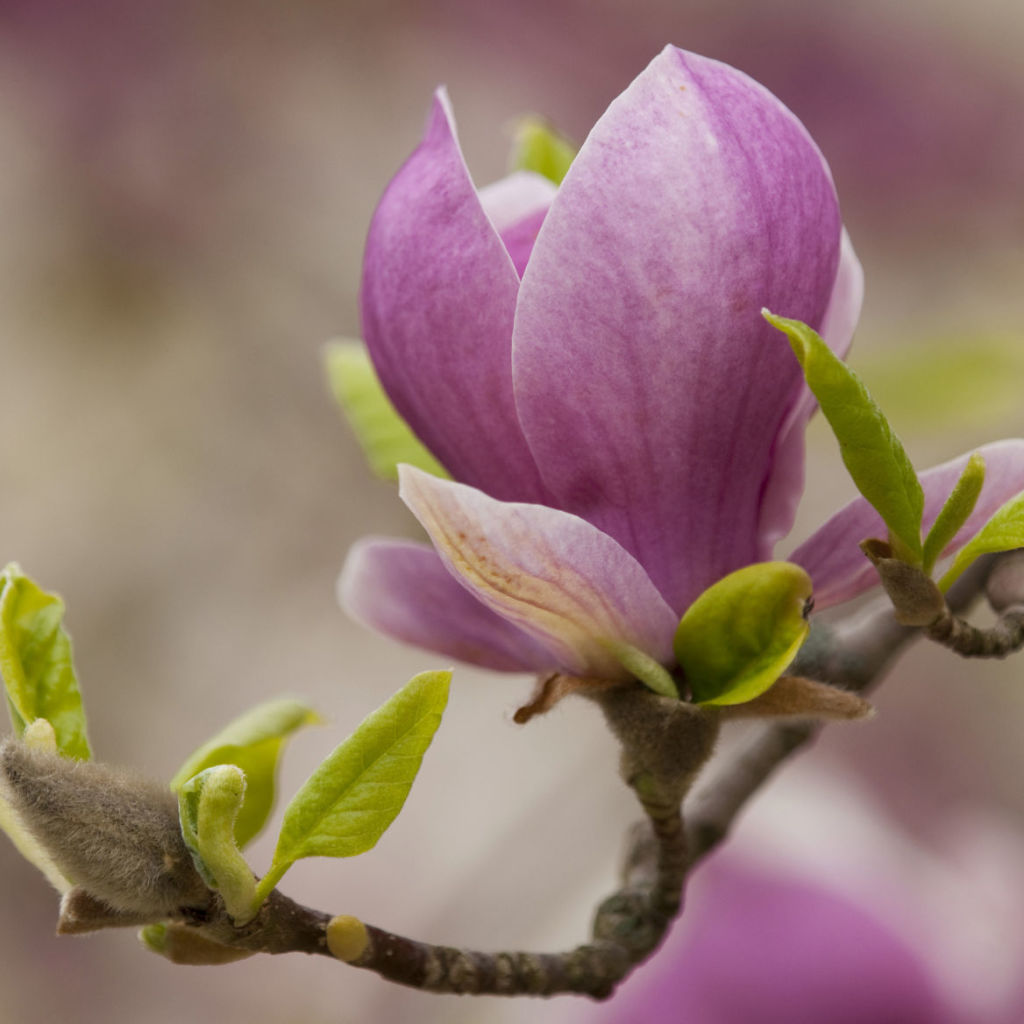 Magnolia Flower Facts | Best Flower Site