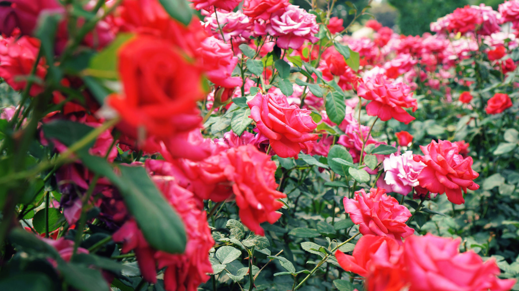 Red Roses Garden Wallpaper