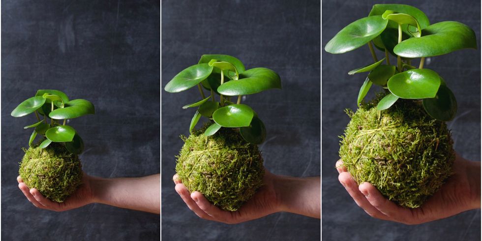 Plants, Kokedama, Hanging garden